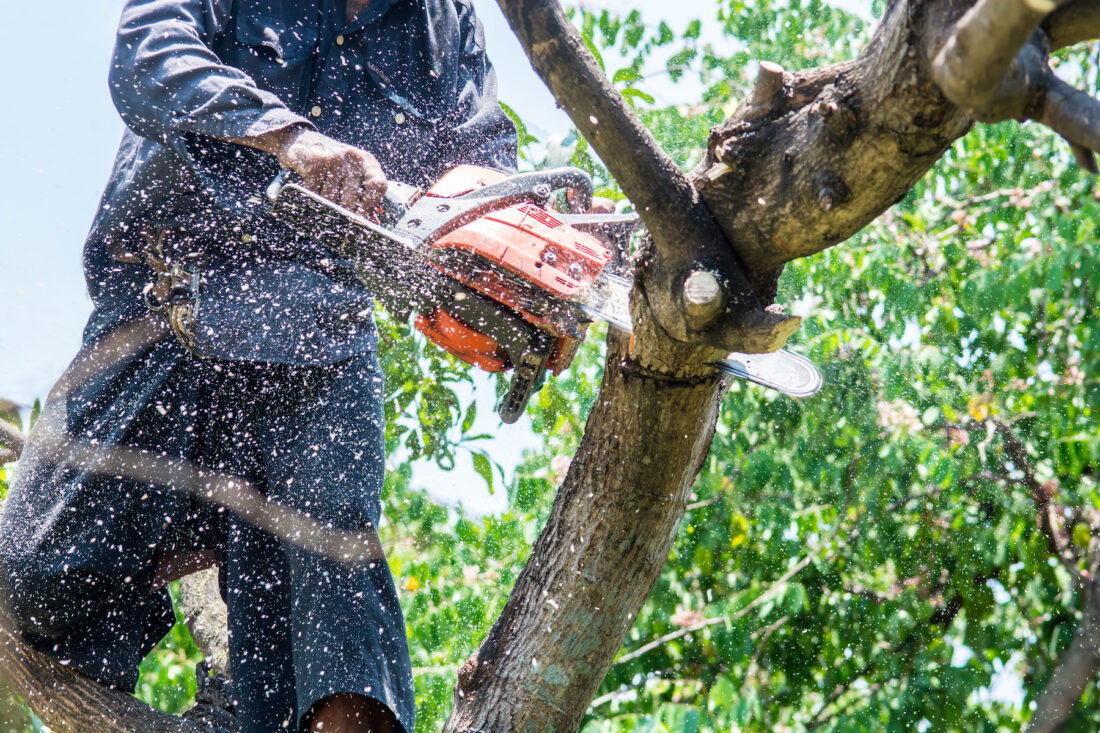 How To Cut Down A Small Tree With a Chainsaw - Grit